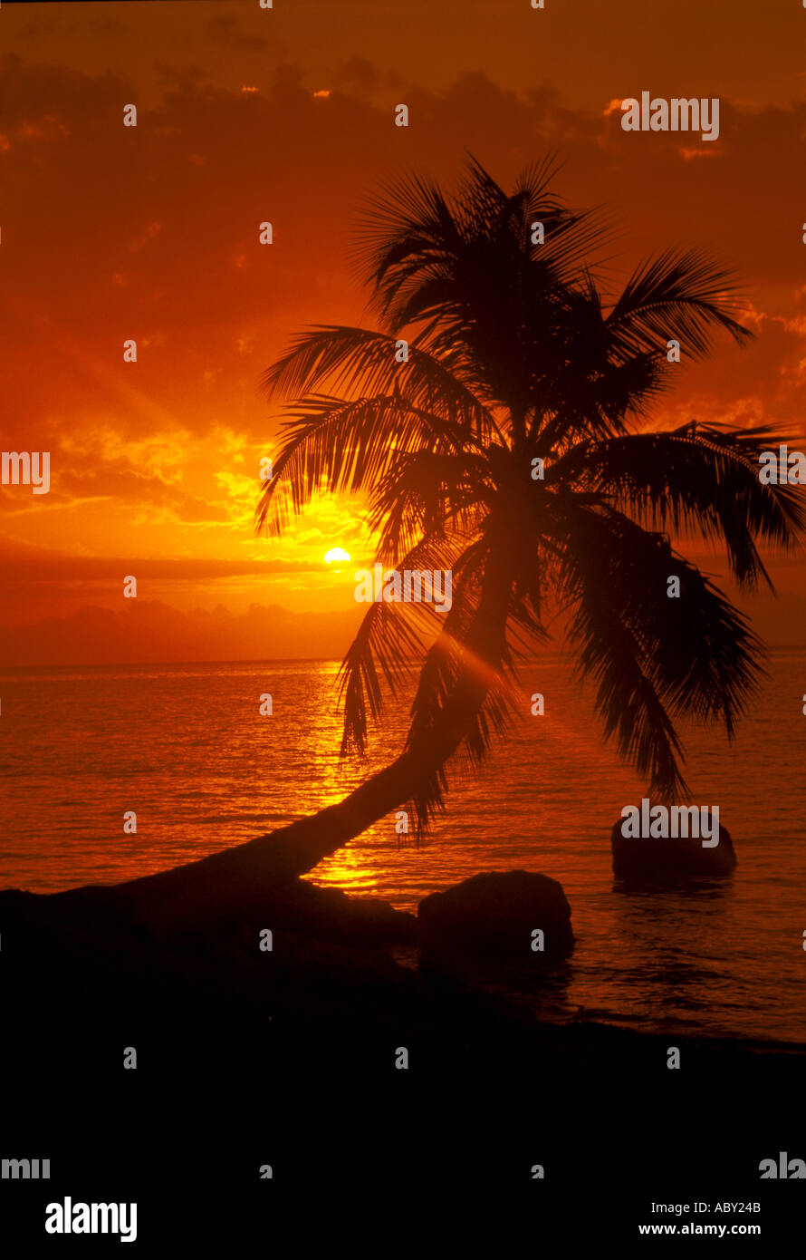 famous leaning palm tree sunset Islamorada FL Florida Keys Stock Photo - Alamy