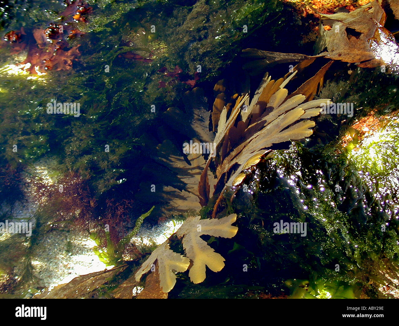 Seaweed in rock pool, Cornwall UK Stock Photo - Alamy