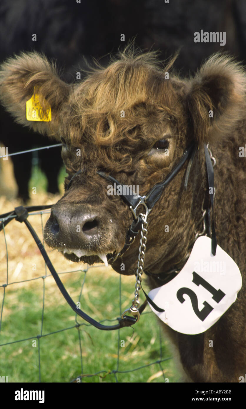 Wigtown show hi-res stock photography and images - Alamy