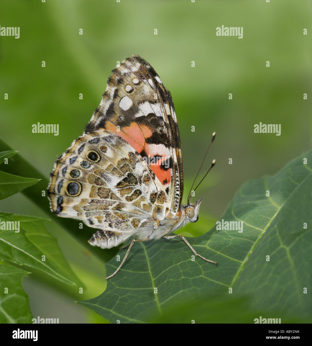 Painted Lady butterfly profile view Stock Photo - Alamy