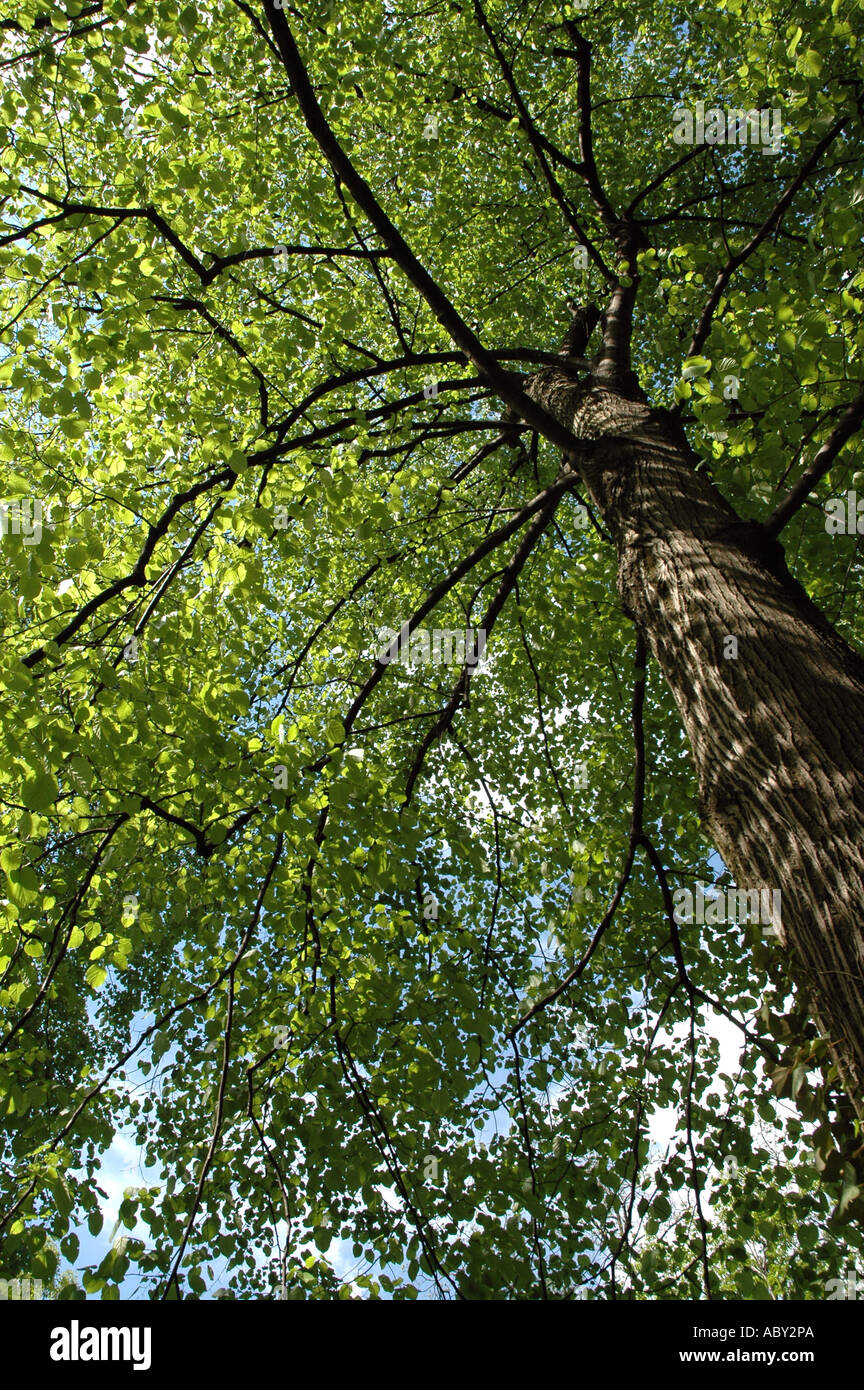 Tilia americana hi-res stock photography and images - Alamy