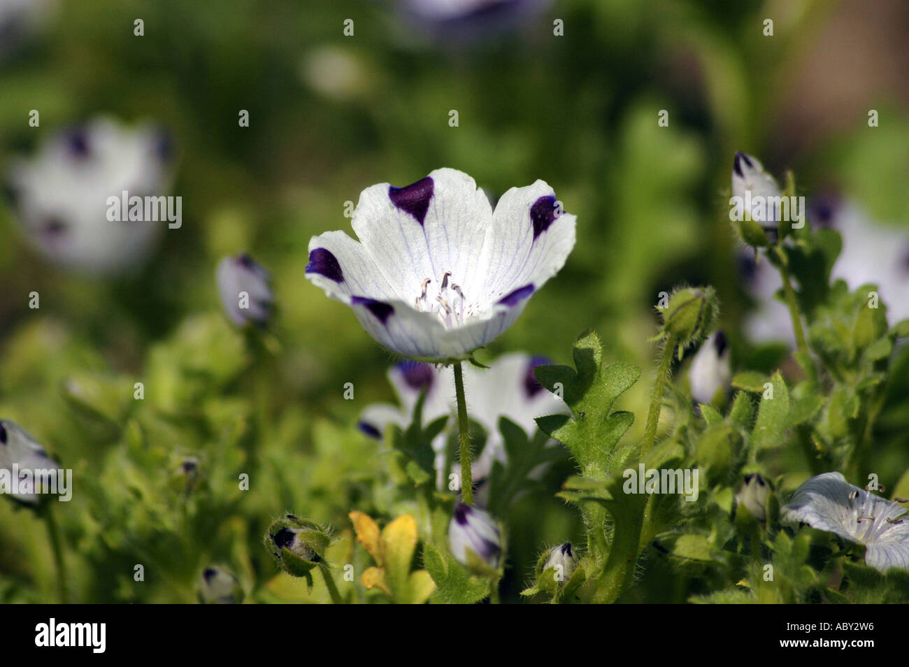 Five Spot Nemophila maculata flowers also called Baby Blue Eyes Stock ...