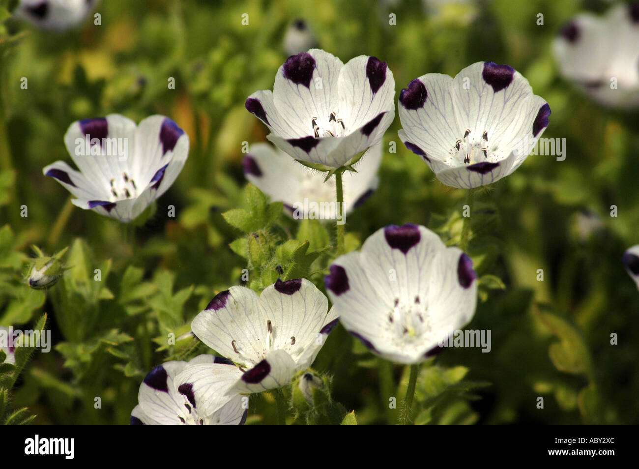 Five Spot Nemophila maculata flowers also called Baby Blue Eyes Stock ...