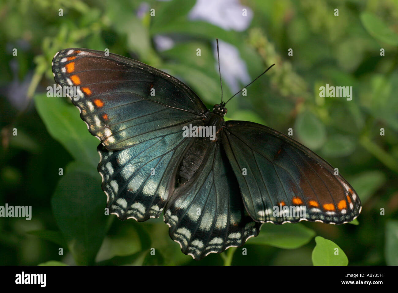 Red Spotted Purple butterfly topside view Stock Photo - Alamy