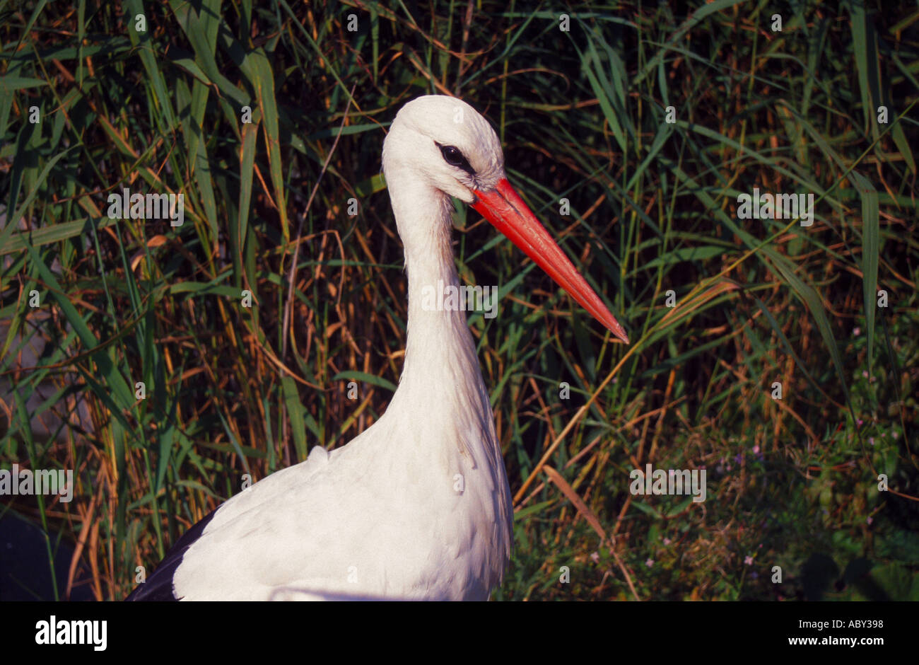 Aqua silkeborg hi-res stock photography and images - Alamy