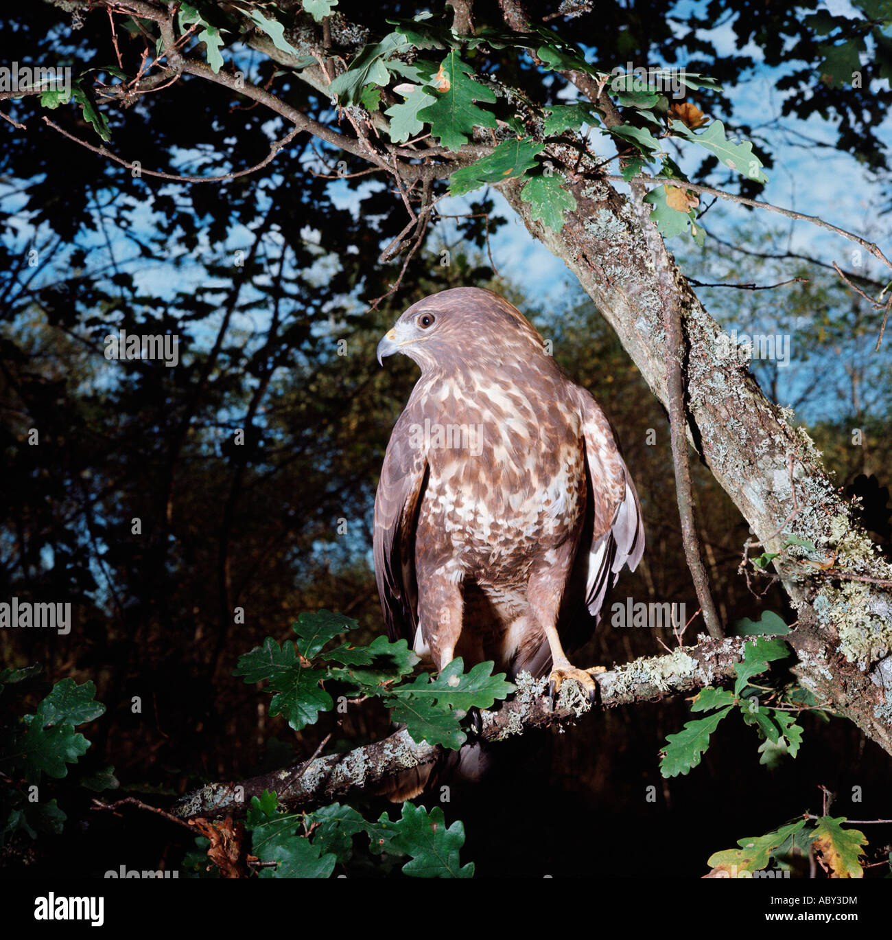 Buse variable hi-res stock photography and images - Alamy