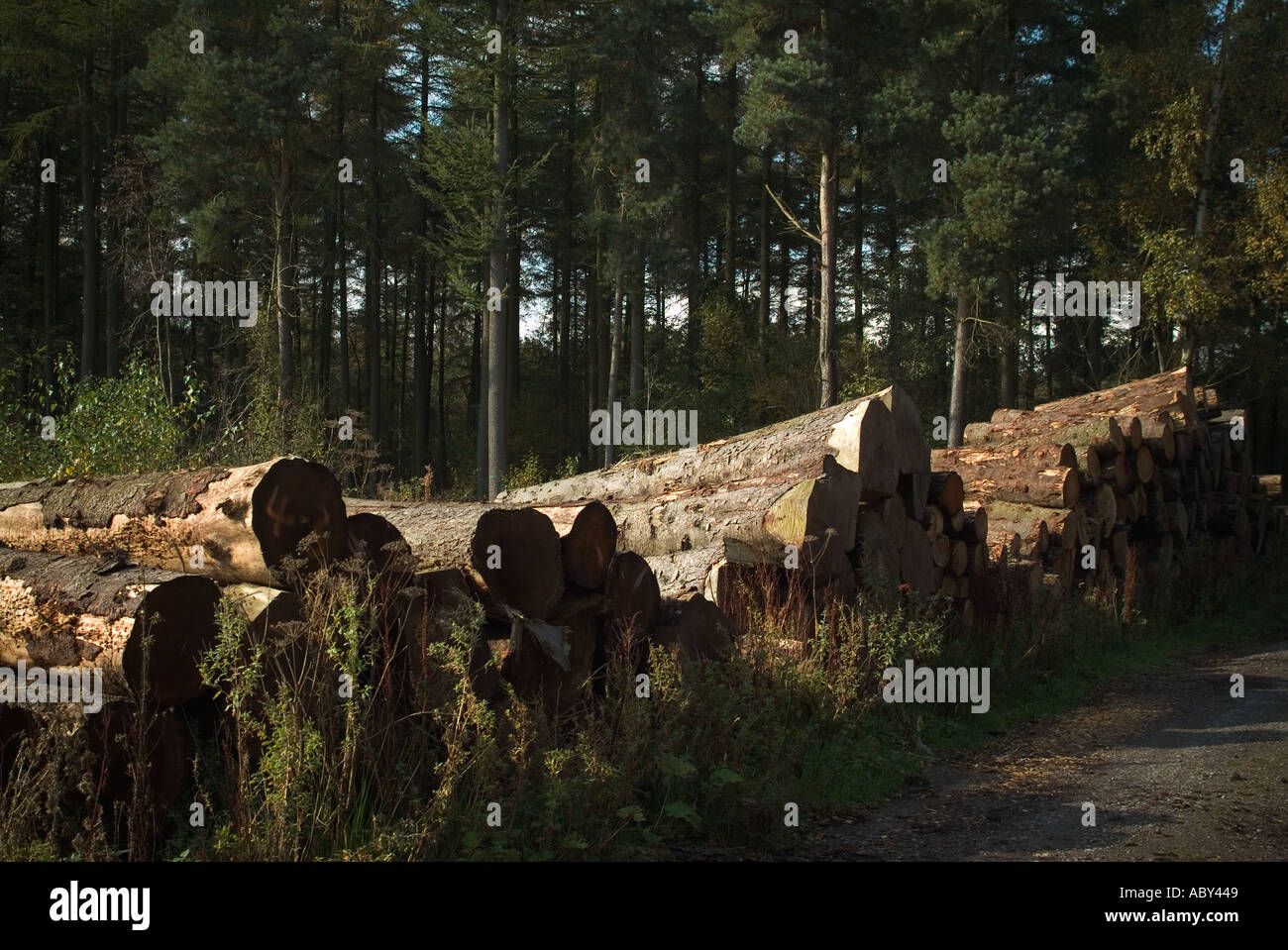 wood yard woodyard timber wood log logging forest grow tree rings saw ...