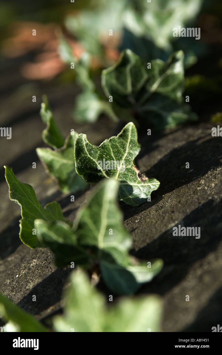 Posion hi-res stock photography and images - Alamy