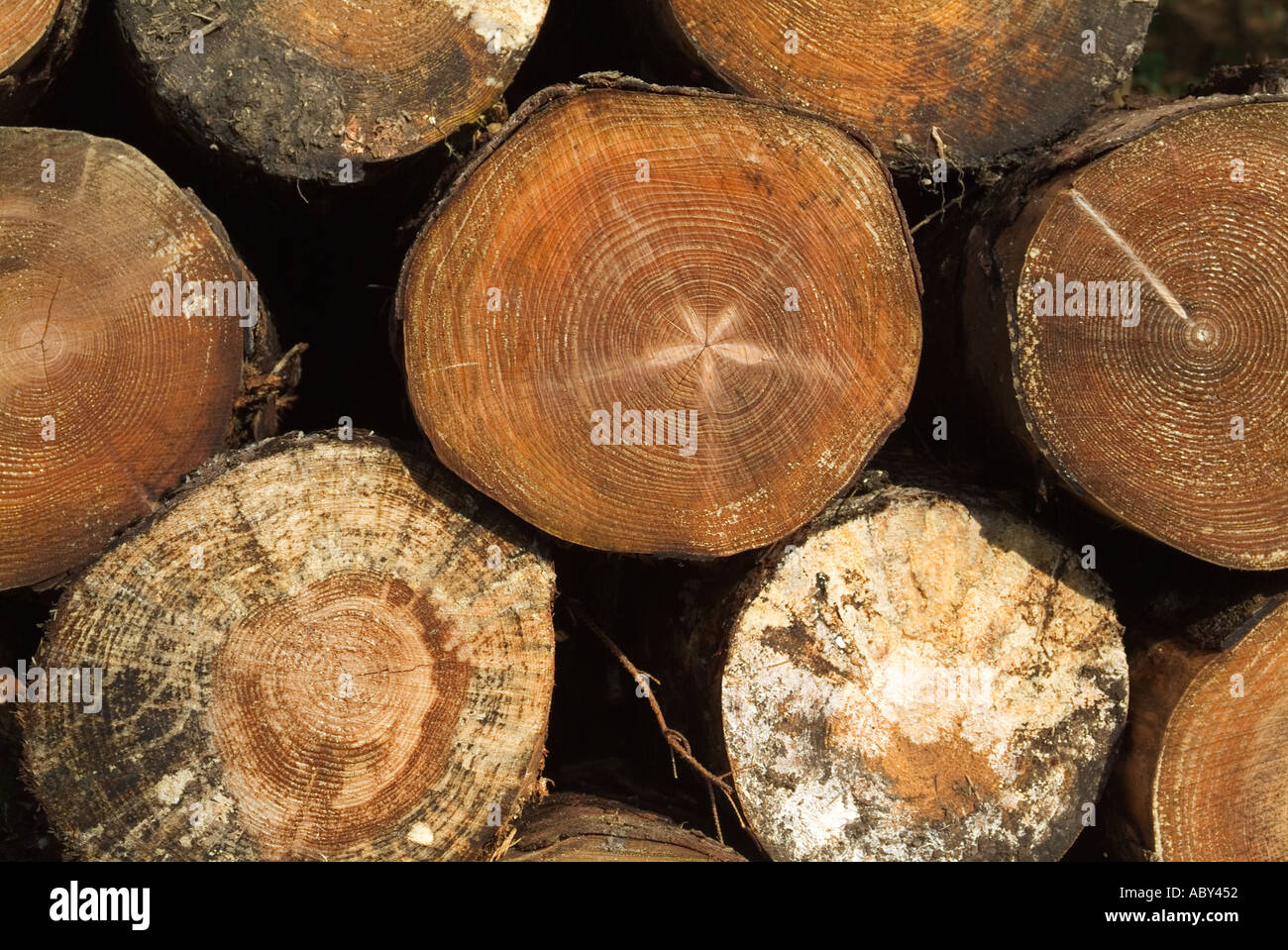 wood yard woodyard timber wood log logging forest grow tree rings saw ...