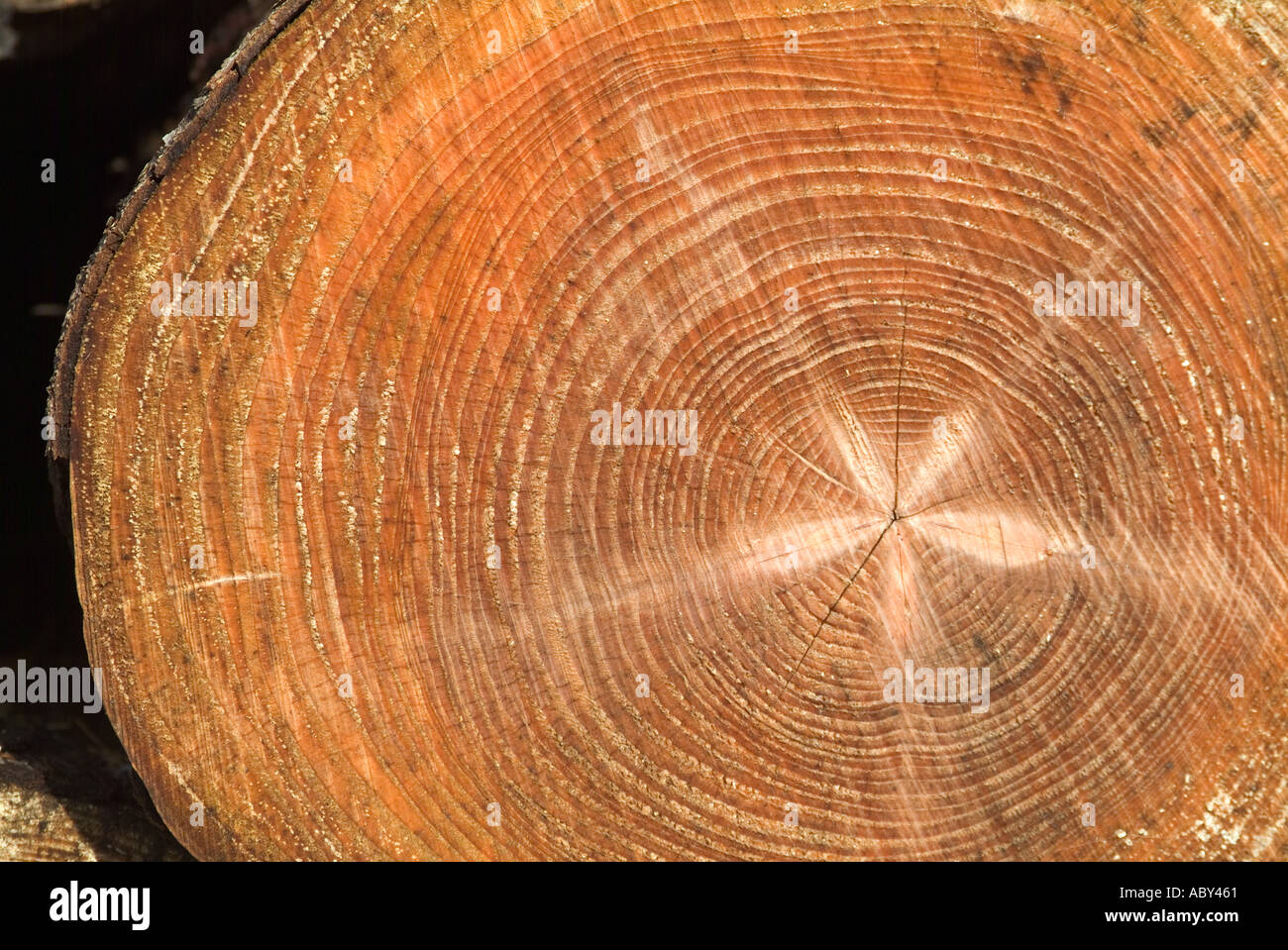 age aging old older time wood yard woodyard timber wood log logging ...