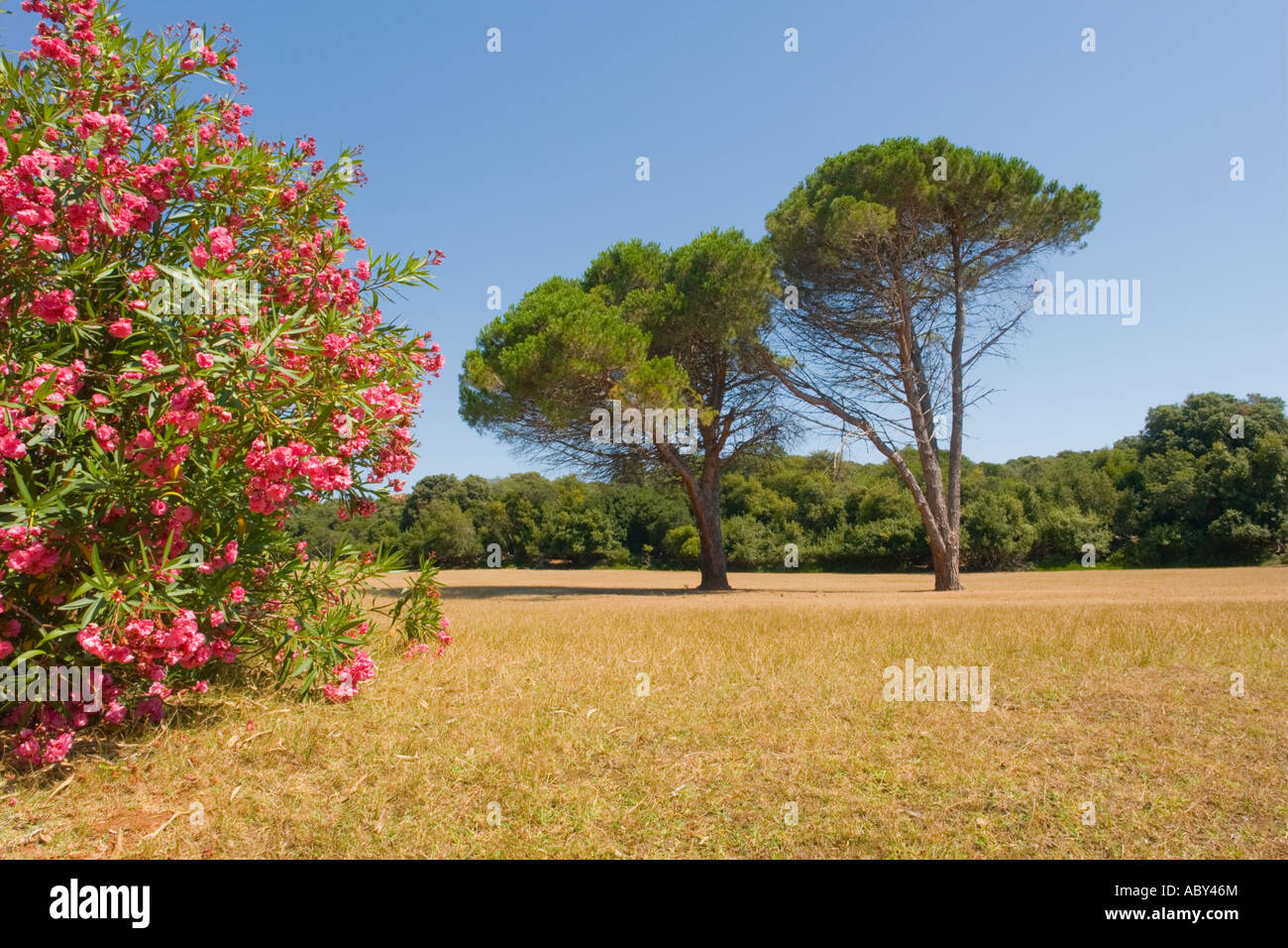 Cultivated vegetation on Brioni islands, Veliki Brijun, Croatia Stock ...