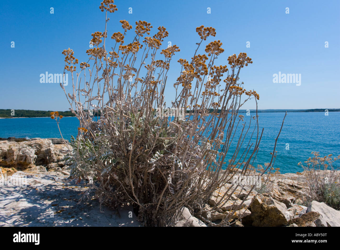 Sparse Mediterranean bush vegetation Stock Photo - Alamy