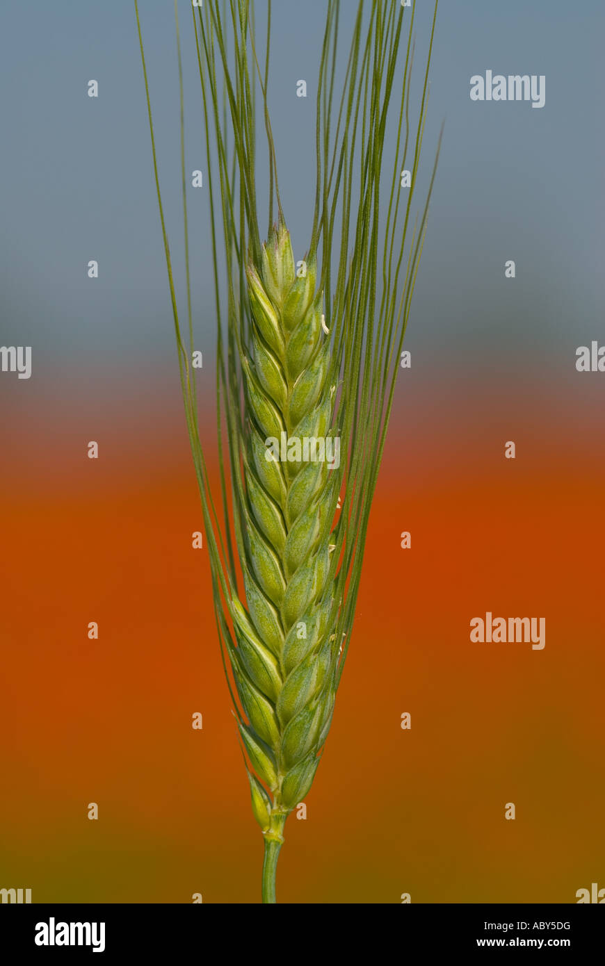 ear of wheat Stock Photo - Alamy