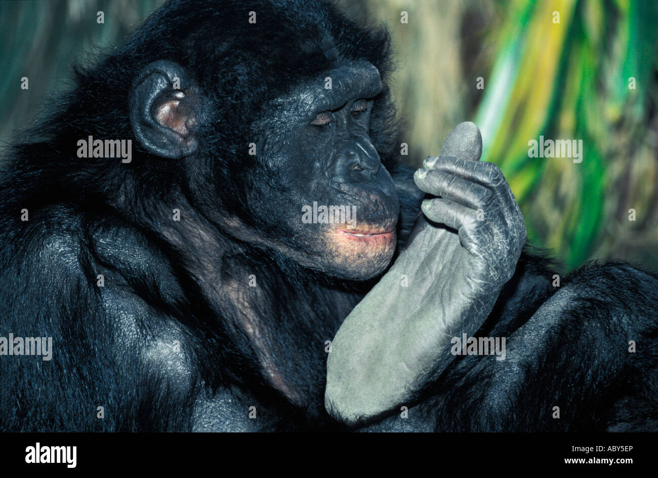 PAN PANISCUS ENDANGERED TROPICAL RF ZAIRE CONGO Stock Photo - Alamy