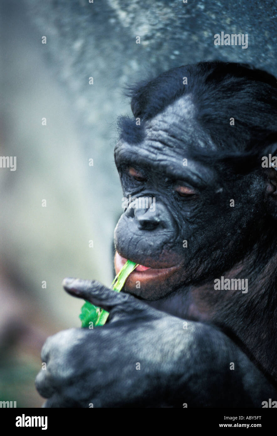PAN PANISCUS ENDANGERED TROPICAL RF ZAIRE CONGO Stock Photo - Alamy