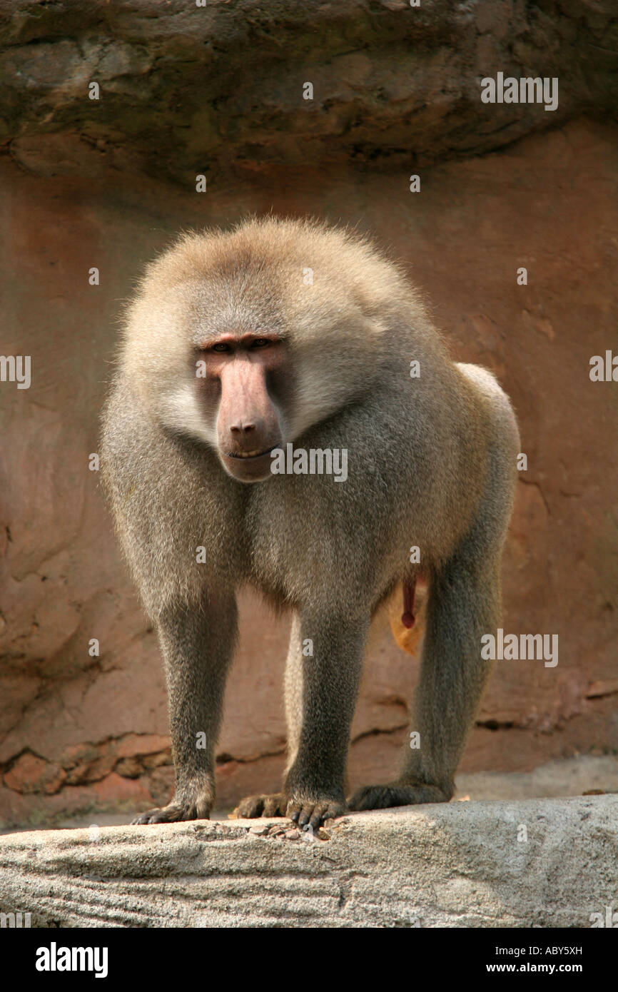 Portrait of a Male adult Sulawesi Crested Macaque Macaca nigra standing ...