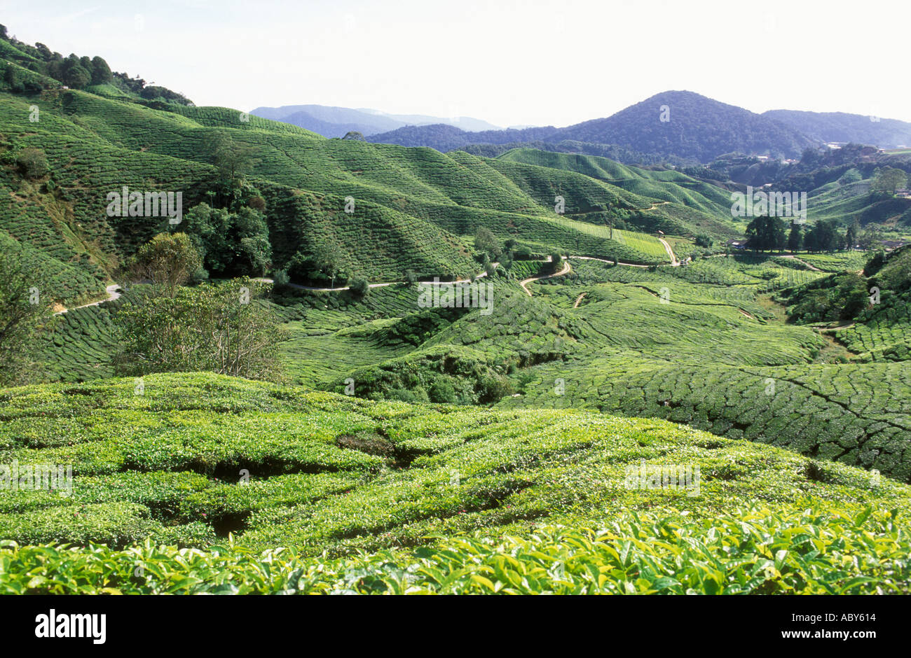 Eastern highlands tea estate hi-res stock photography and images - Alamy