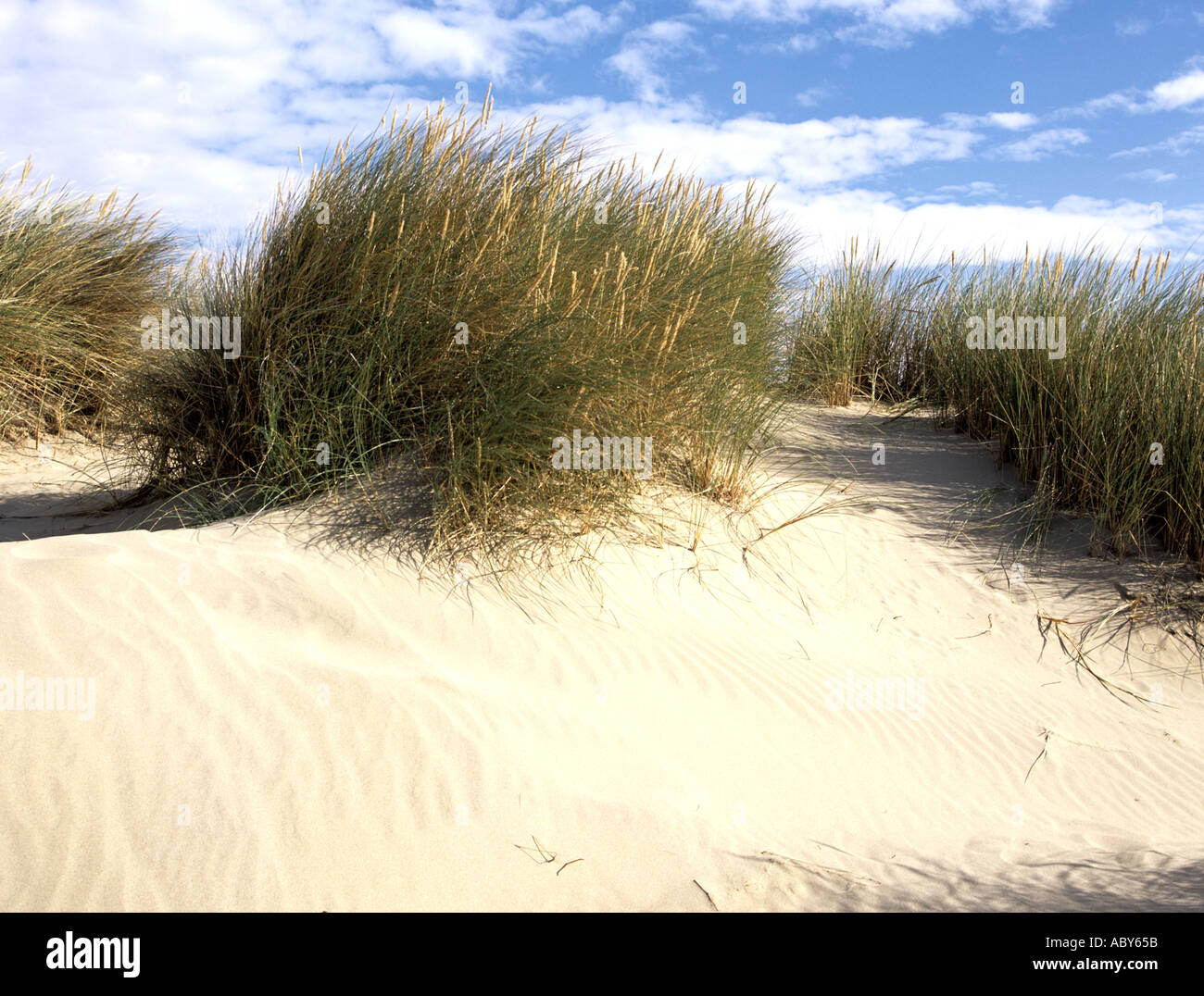 YNYSLAS CERIDIGION NORTH WALES UK September Dunes in the Dyfi National ...