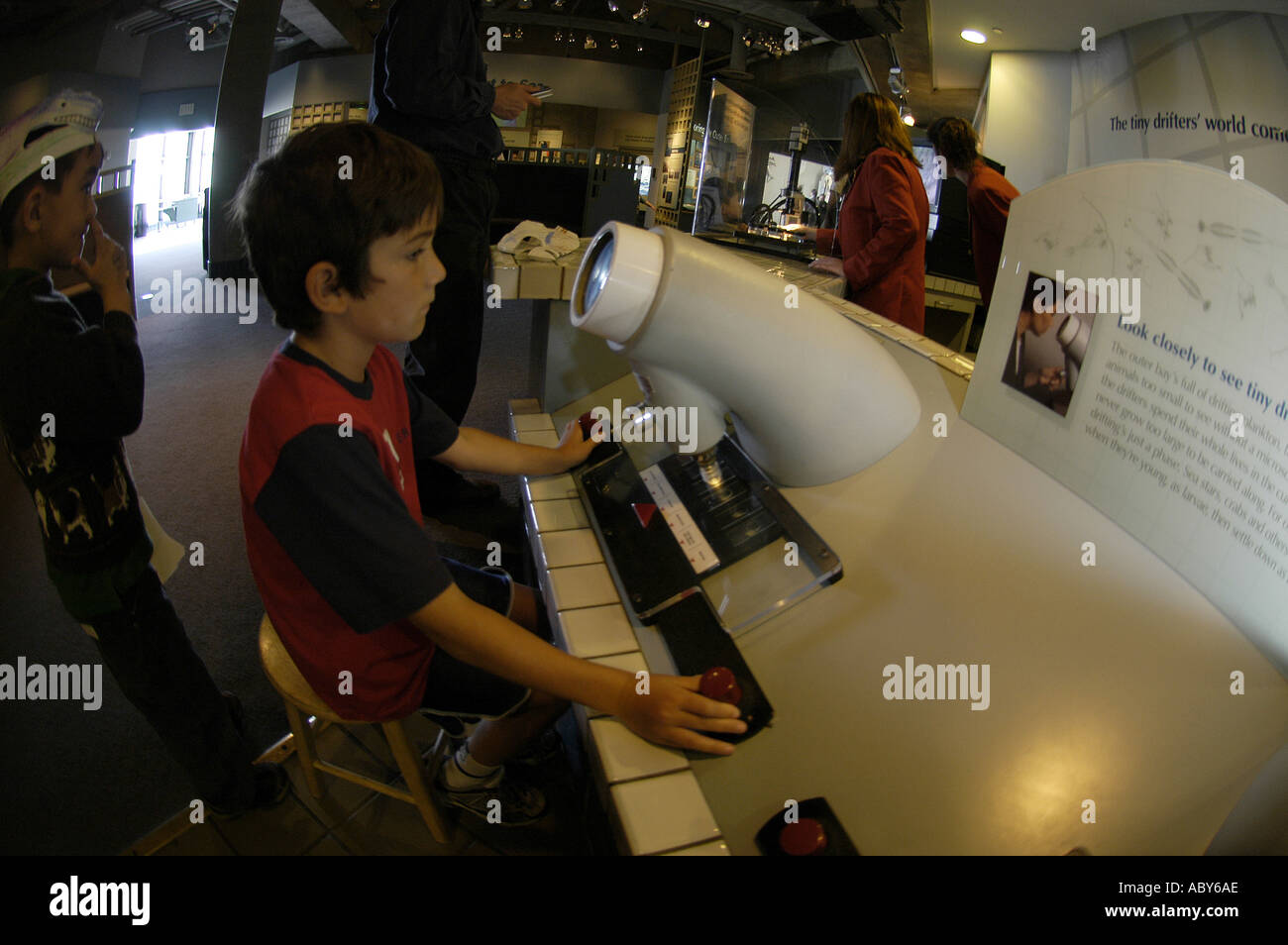 Viewing plankton through the microscope krill Monterey Bay Aquarium ...