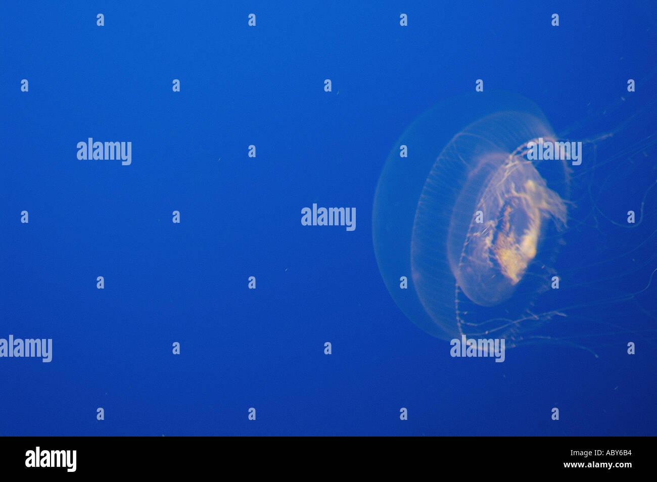 Crystal jellyfish Aequora victoria KIKE CALVO V W danger translucid ...