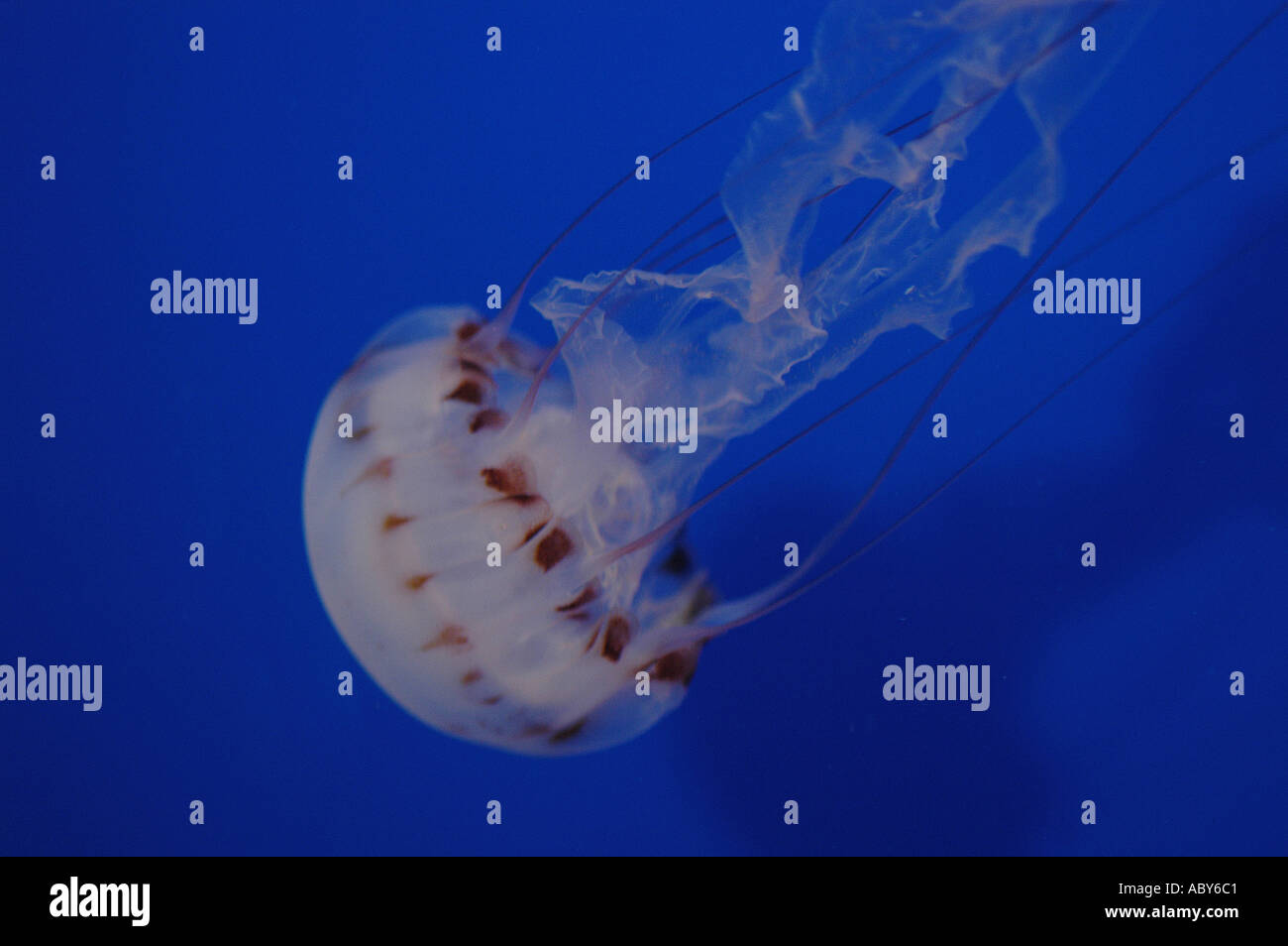 Purple stripped jellyfish Chrysaora colorata KIKE CALVO V W danger ...