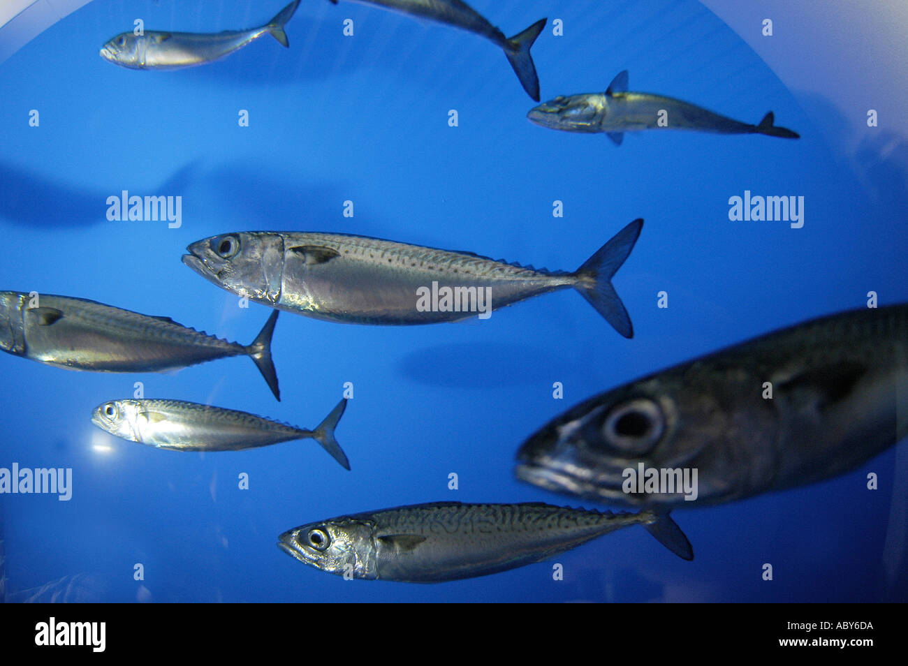 Pacific mackerel Scomber japonicus KIKE CALVO V W fish group school ...