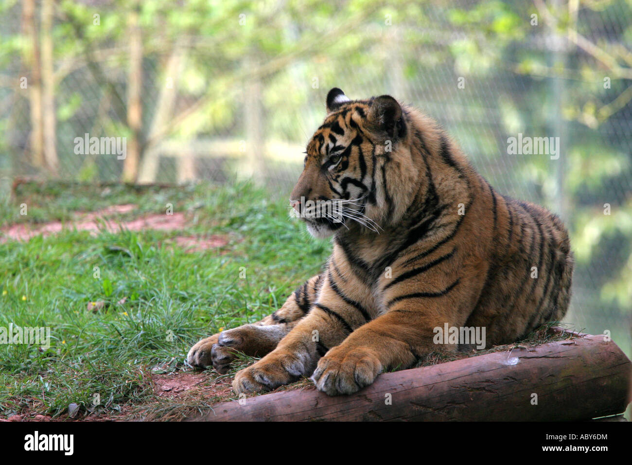 Sumatran Tiger Panthera tigris sumatrae resting in captivity at ...