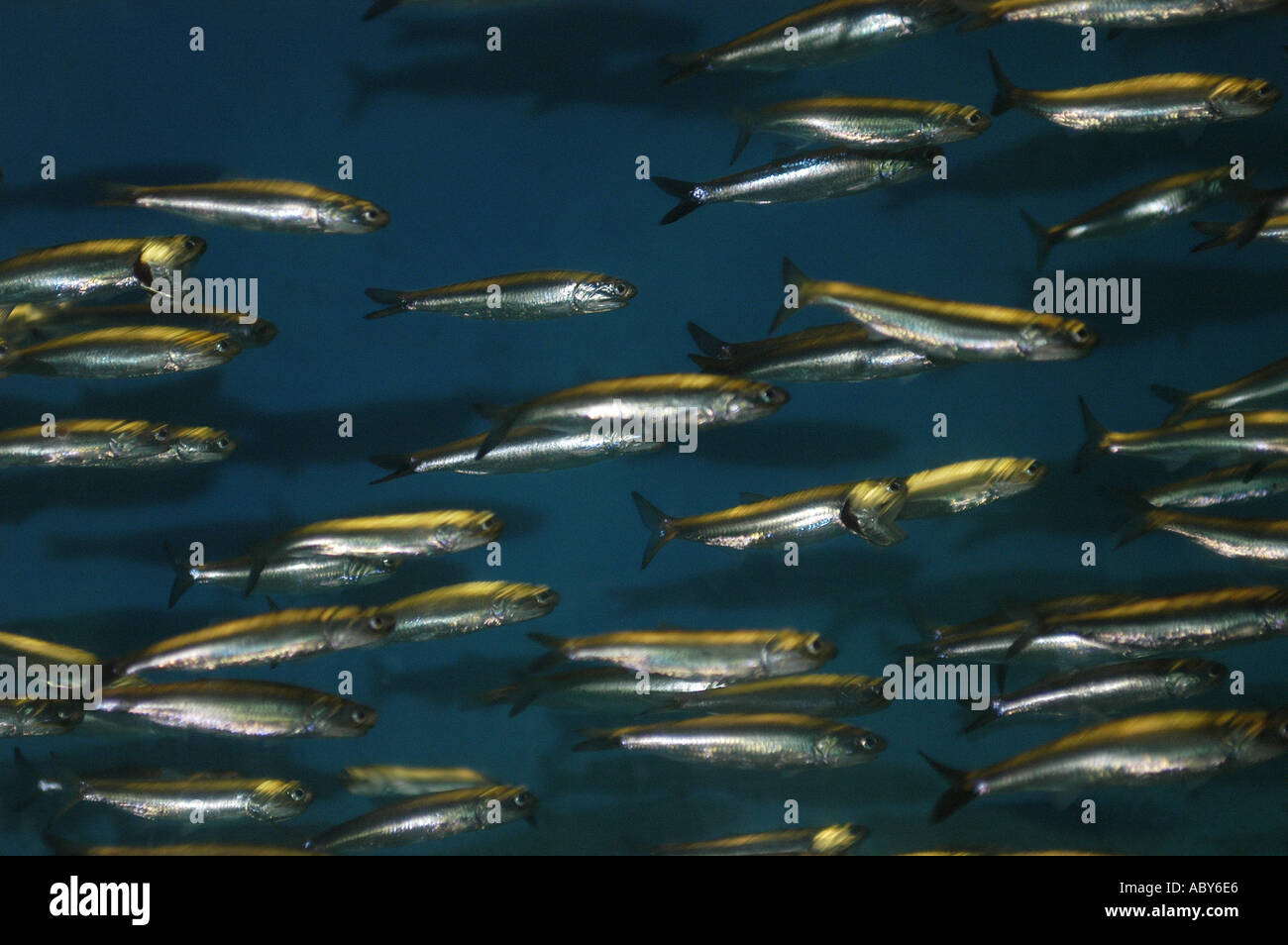 Northern anchovys Engraulis mordax KIKE CALVO V W fish group school ...