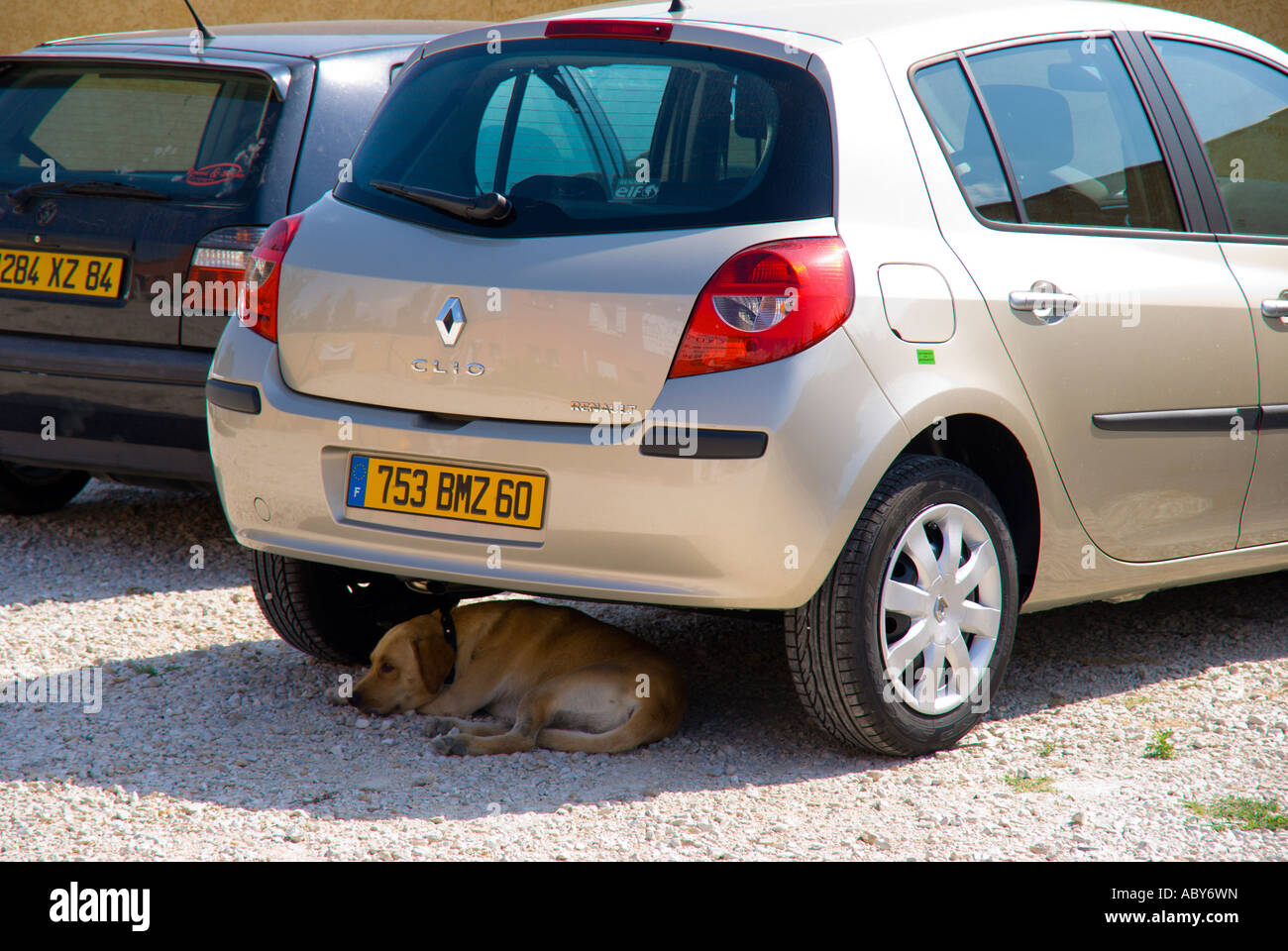 Dog keeping out of sun to stay cool south of France Stock Photo - Alamy