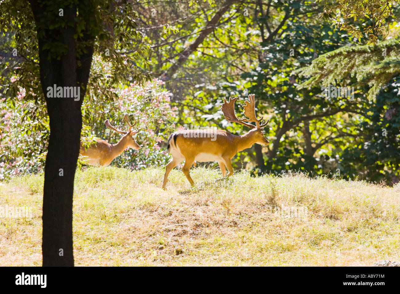 Brijuni islands national park hi-res stock photography and images - Alamy