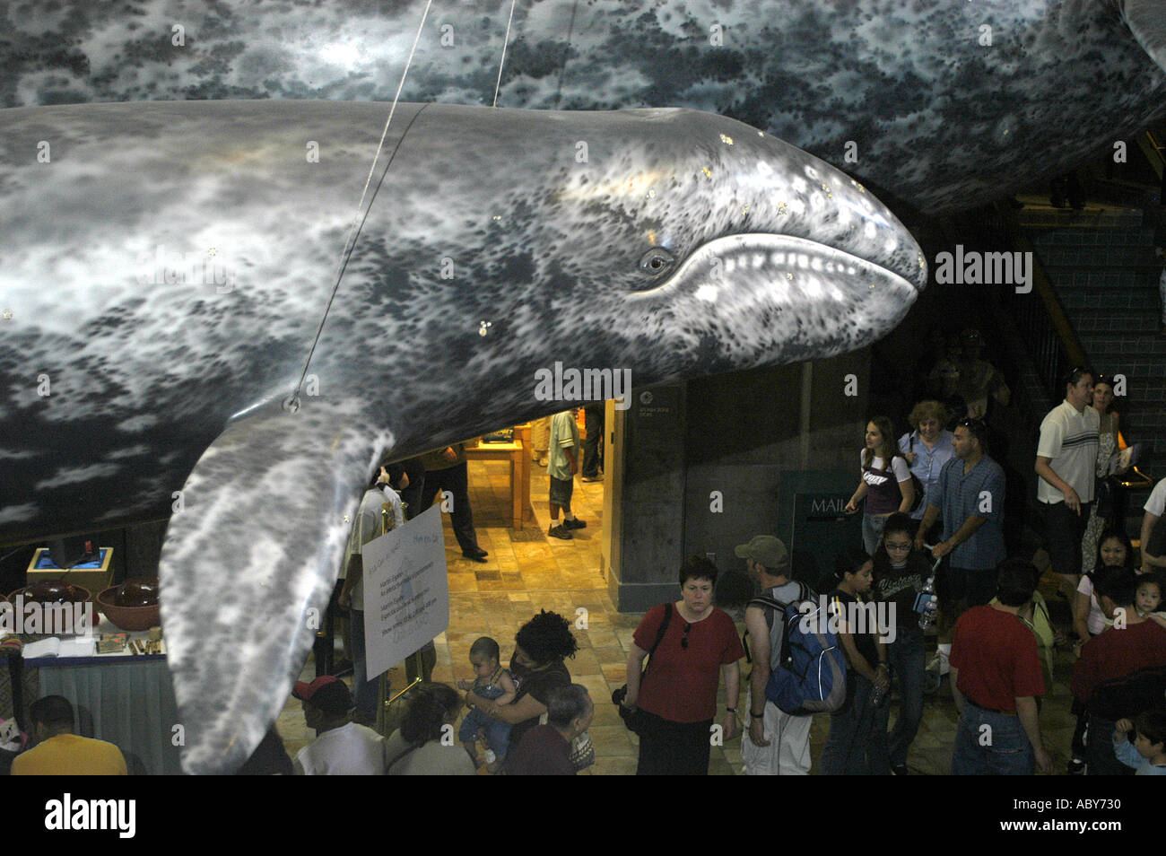 Full scale gray whale reproduction Eschrichtius robustus marine mammal ...