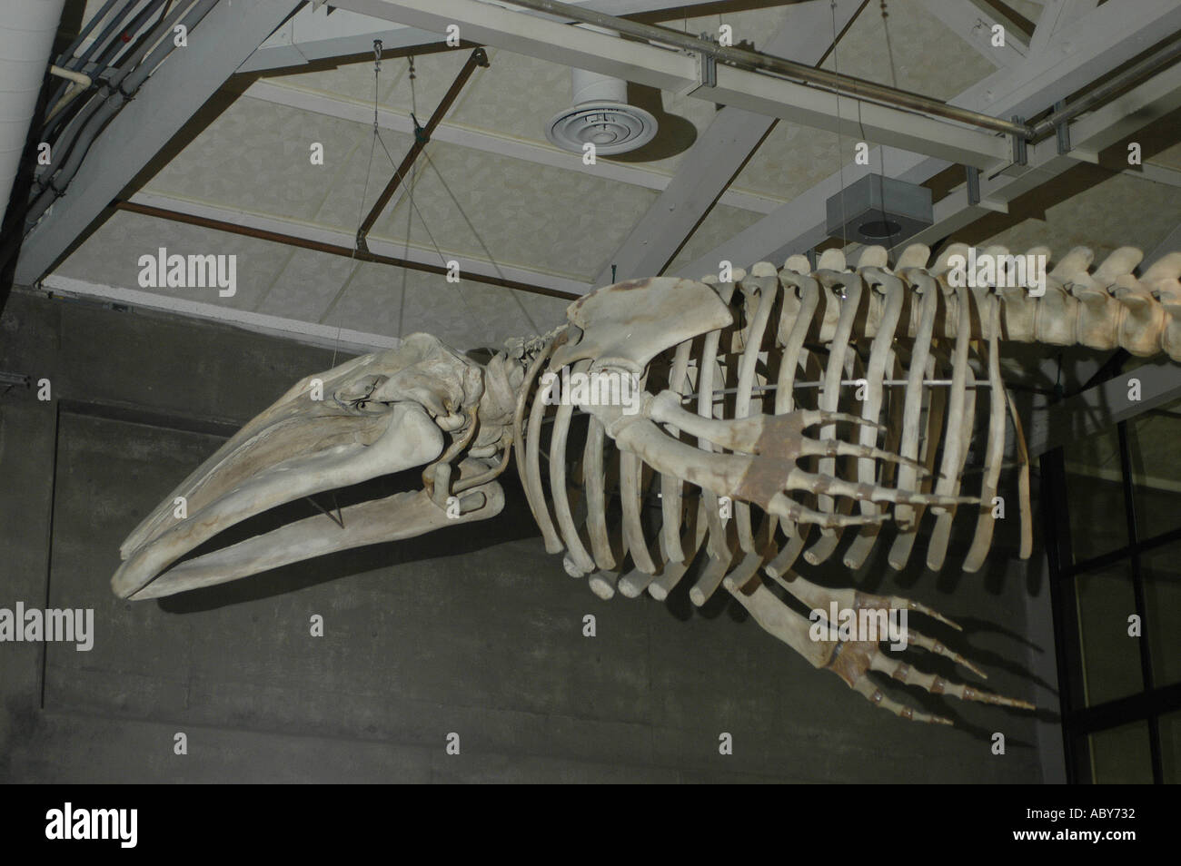 Gray whale skeleton Eschrichtius robustus came from a young whale that ...