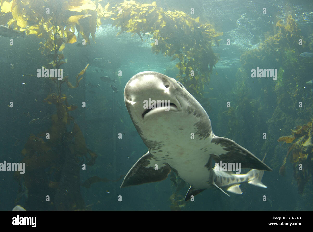 Leopard shark triakis semifasciata at the Kelp forest exihbit blades ...