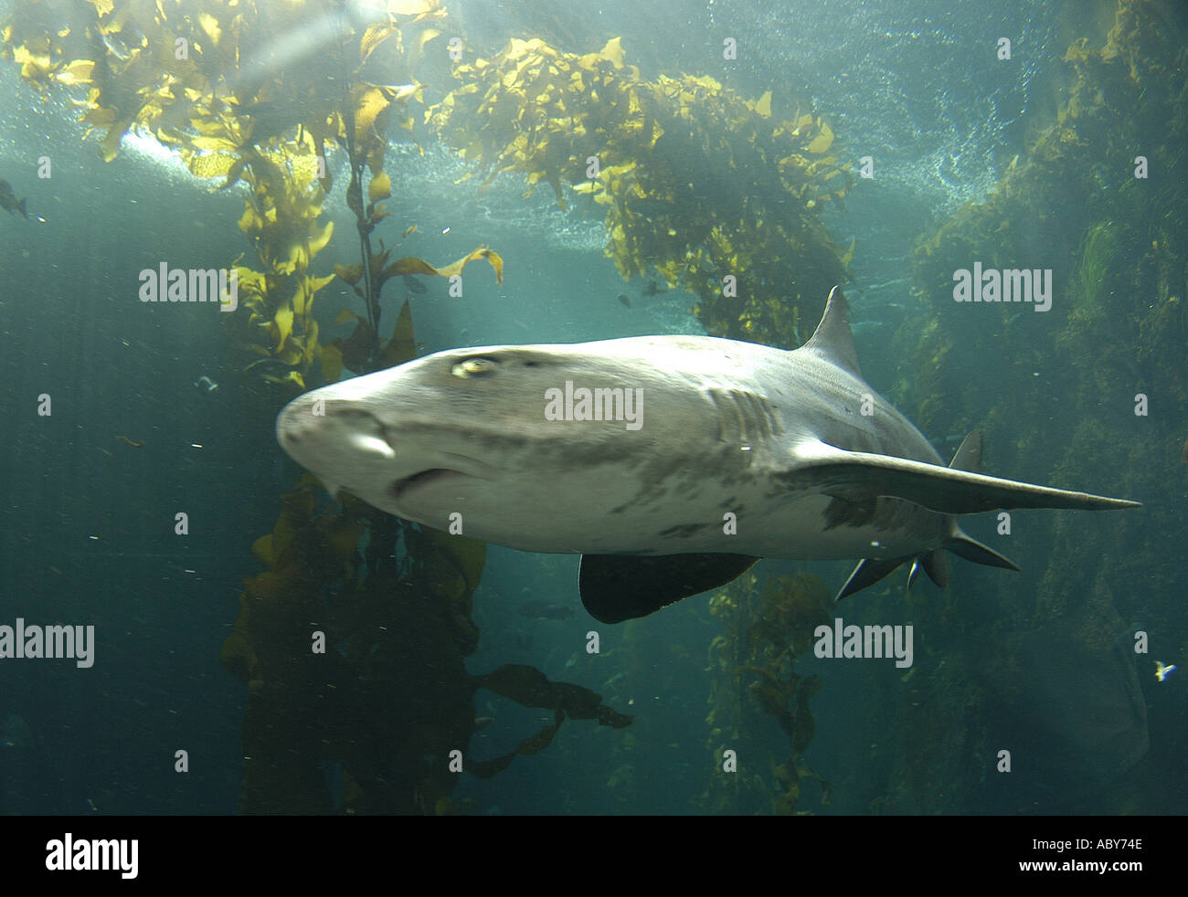 Leopard shark triakis semifasciata at the Kelp forest exihbit blades ...