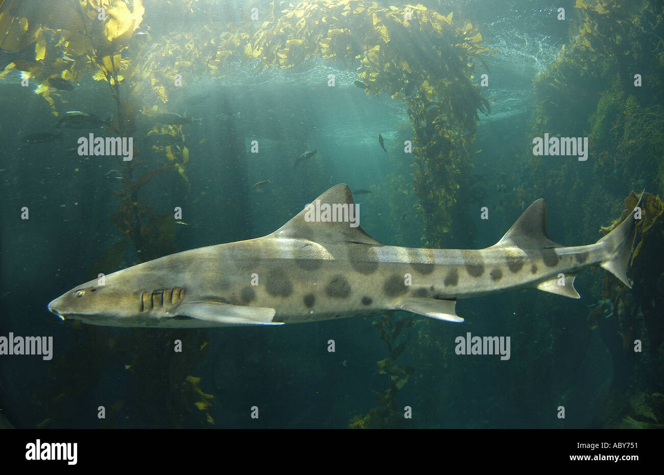 Kelp Forest Shark