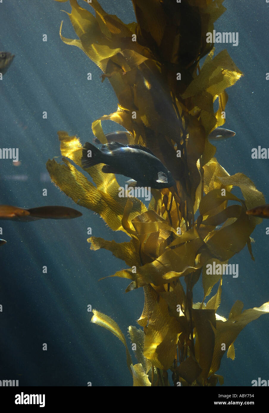 Kelp forest blades fronds stips canopy floats algae pacific ocean bed ...