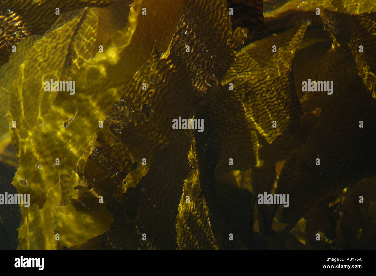 Kelp forest blades fronds stips canopy floats algae pacific ocean bed ...