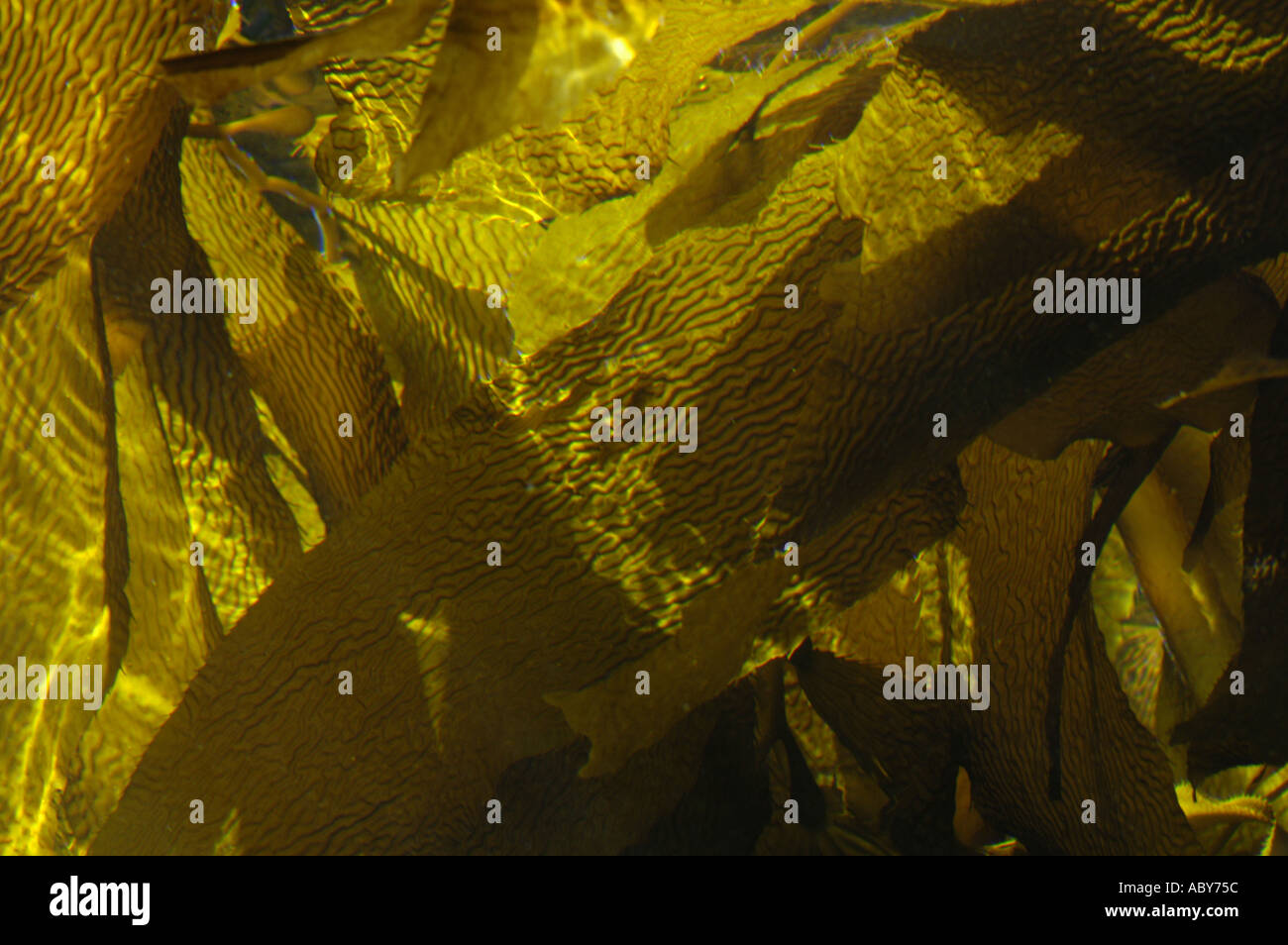 Kelp forest blades fronds stips canopy floats algae pacific ocean bed ...