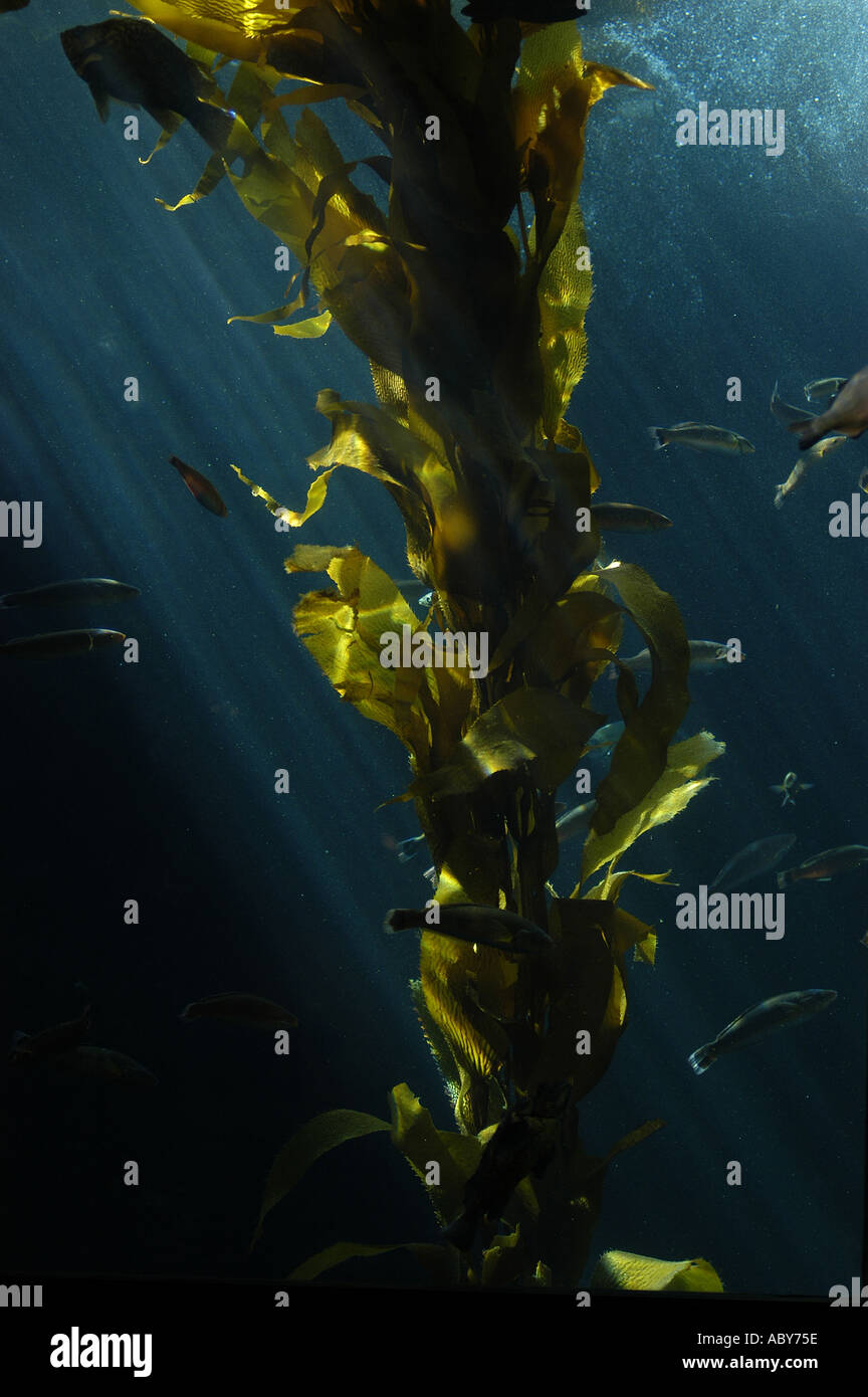 Kelp forest blades fronds stips canopy floats algae pacific ocean bed ...