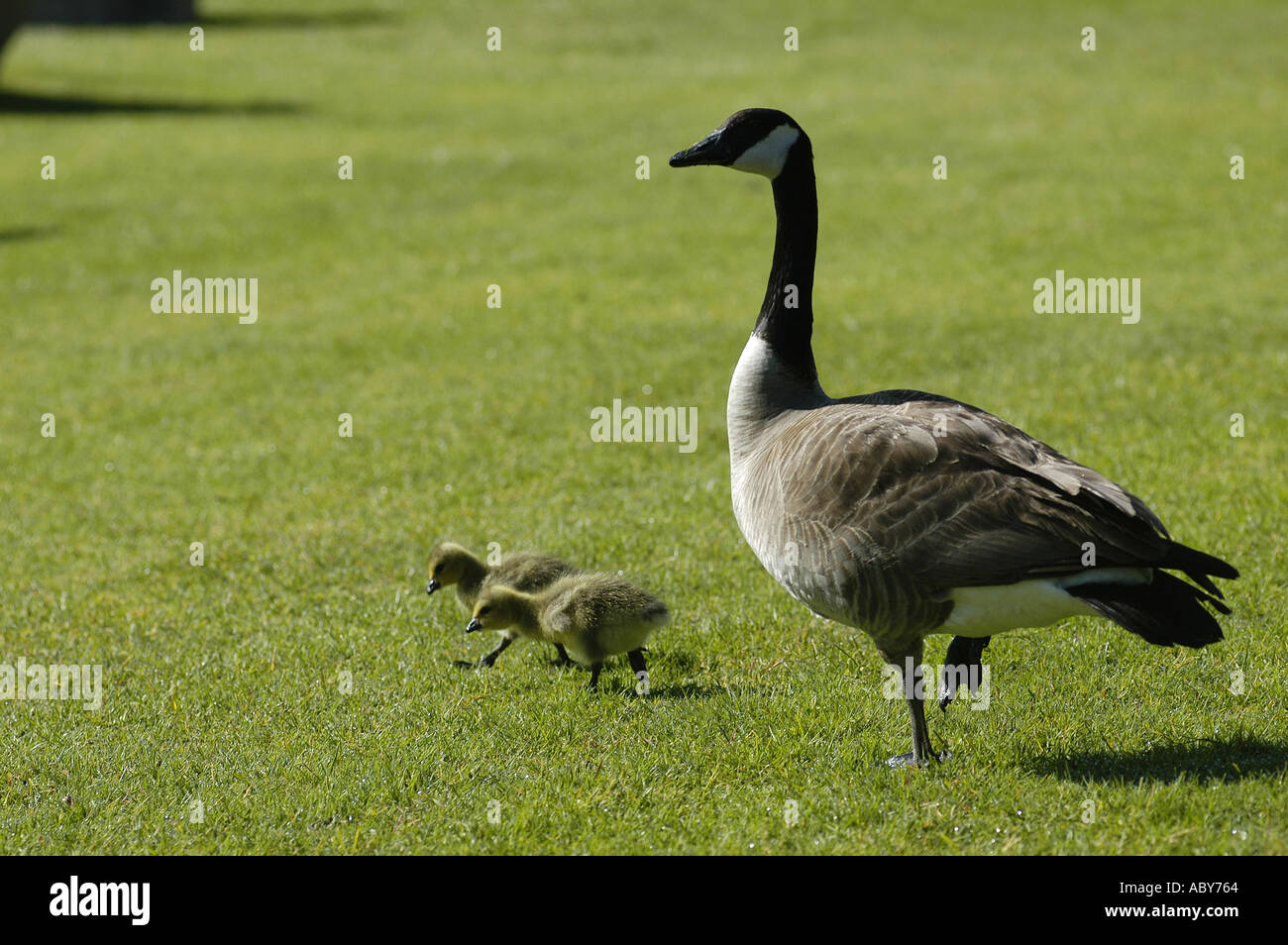 Canadian geese Branta Canadensis on a grass field Monterey Bay Cannery ...