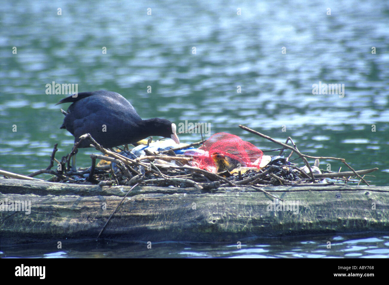 Moor hen nest hi-res stock photography and images - Alamy