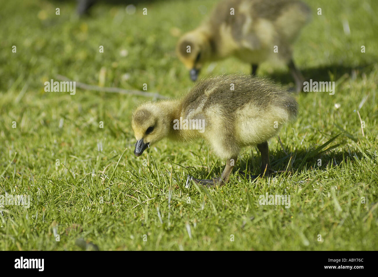 Canadian geese Branta Canadensis on a grass field Monterey Bay Cannery ...