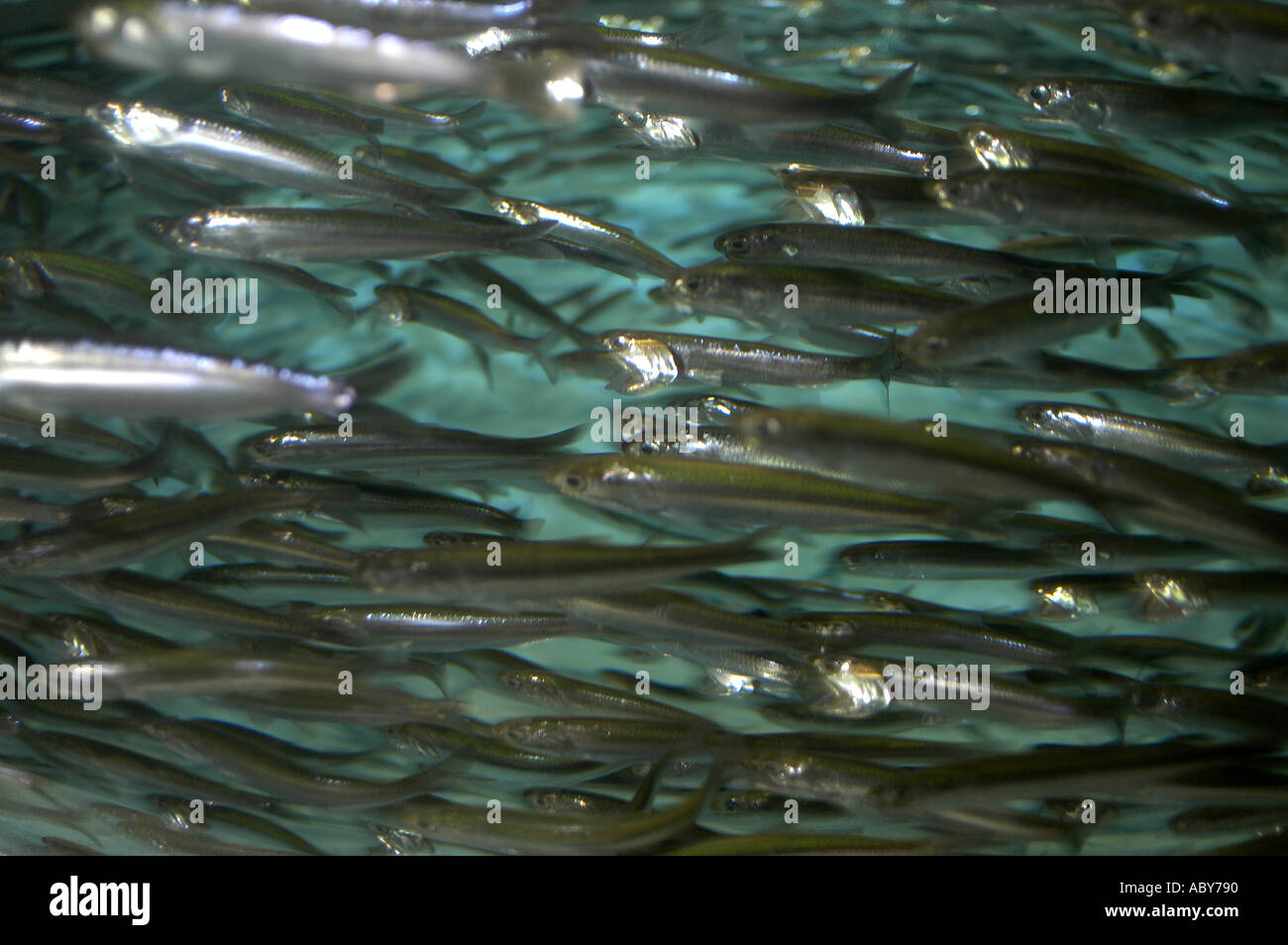 Northern anchovys Engraulis mordax KIKE CALVO V W fish group school ...