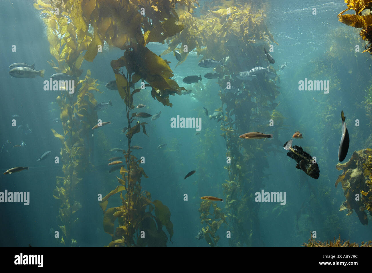 Kelp forest blades fronds stips canopy floats algae pacific ocean bed ...