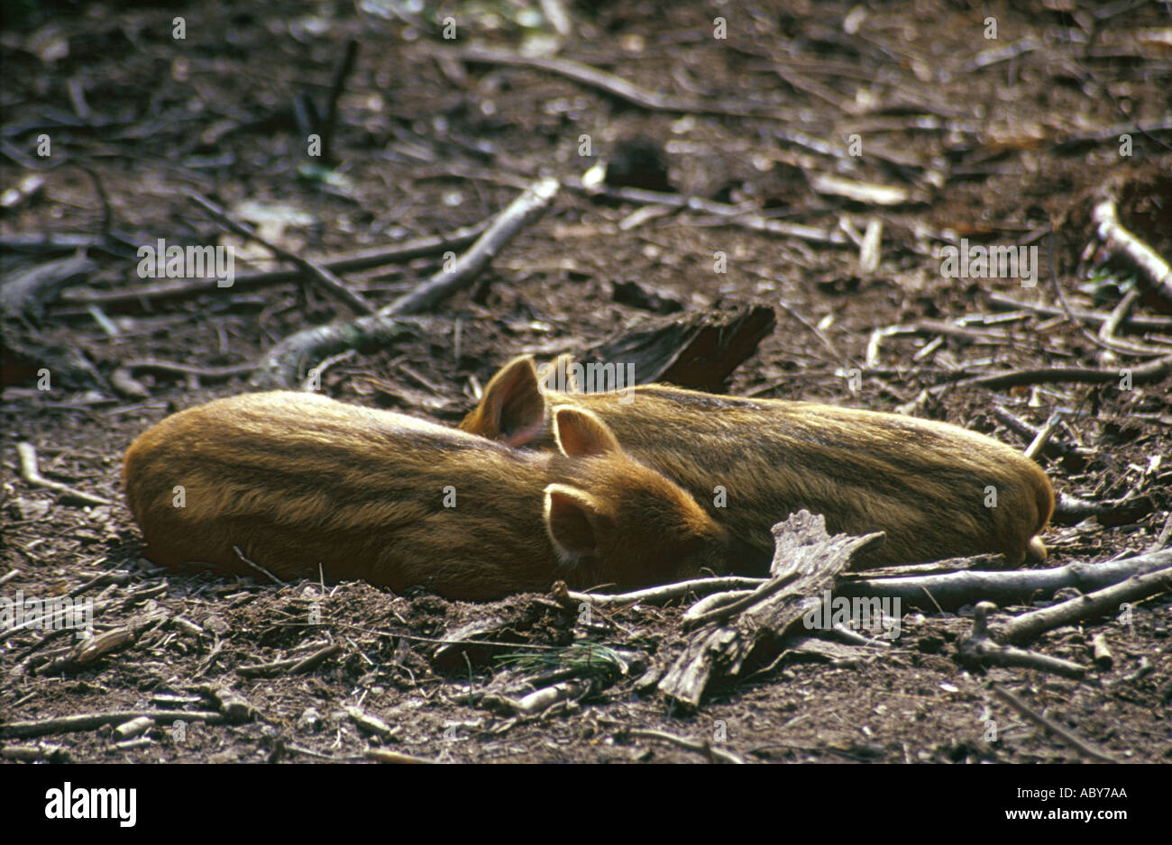 Wild boar piglets sleeping Stock Photo - Alamy