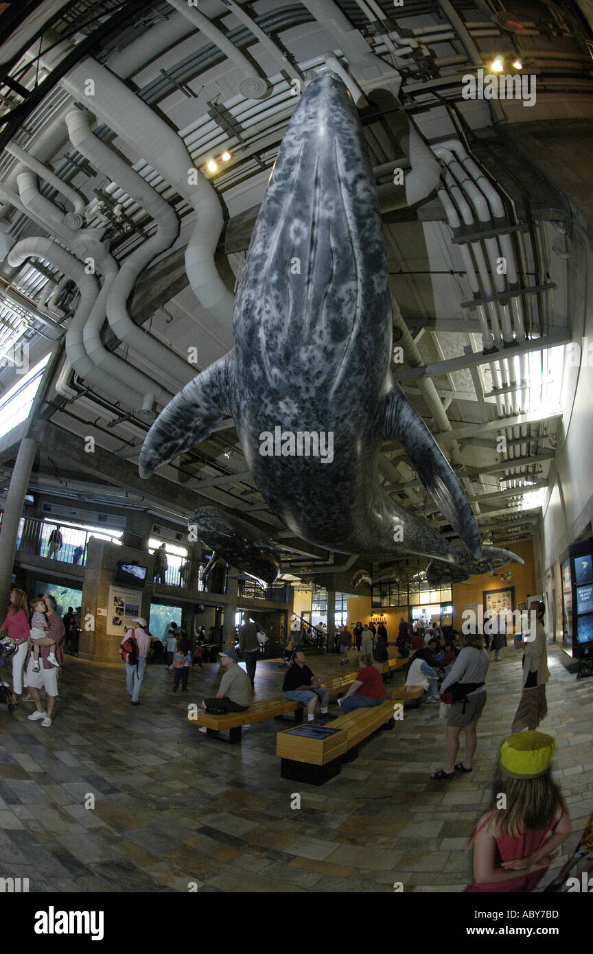 Full scale gray whale reproduction Eschrichtius robustus marine mammal ...