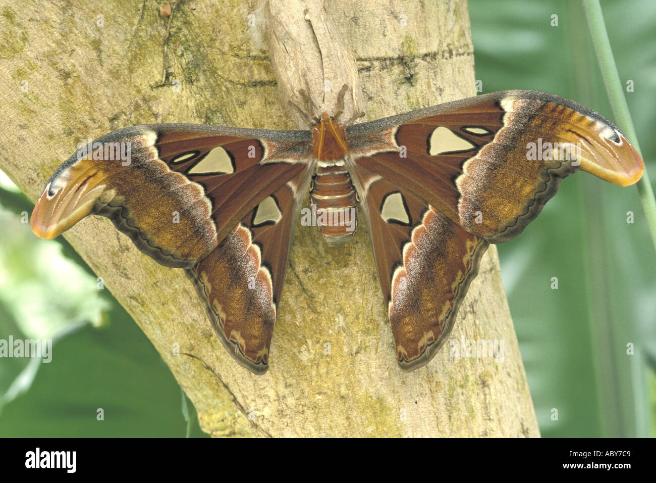 Butterfly Giant Atlas Moth Attacus atlas Stock Photo - Alamy