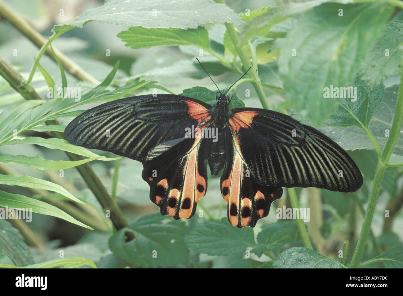 Butterfly Scarlet swallowtail Papilio rumanzovia Stock Photo - Alamy