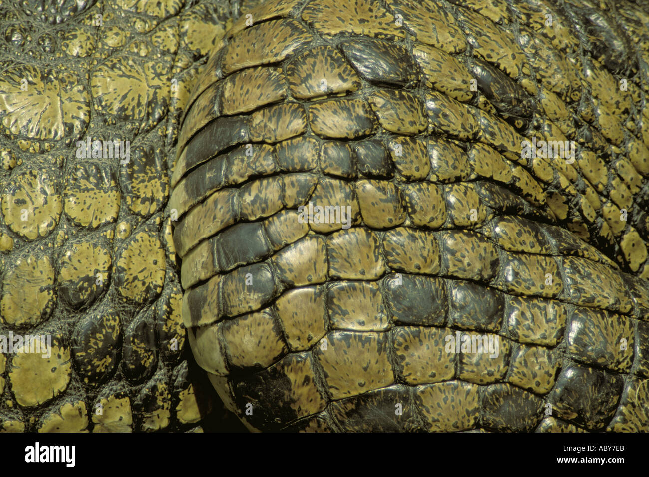 Crocodile skin Crocodylus piloticus Nilkrokodil Masai Mara Wildlife ...