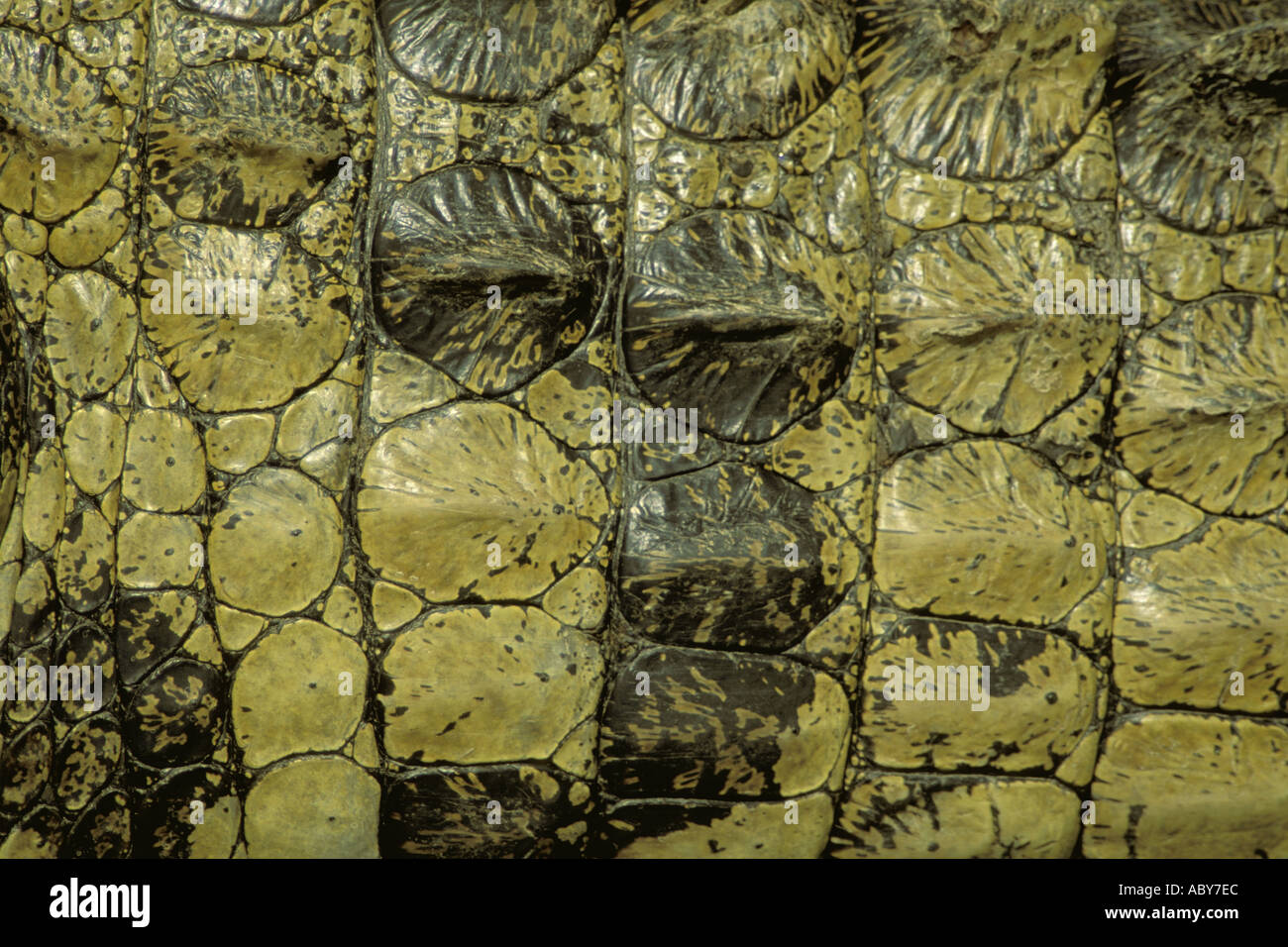 Crocodile skin Crocodylus piloticus Nilkrokodil Masai Mara Wildlife ...